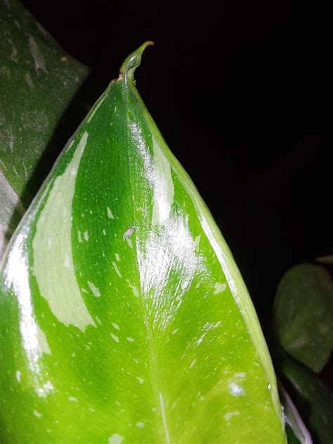 What Is This Bug Found Inside Newly Unfurled Leaf Next To Webbed Area