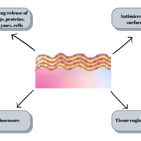 Schematic Representation Of A Polyelectrolyte Multilayer Download Scientific Diagram