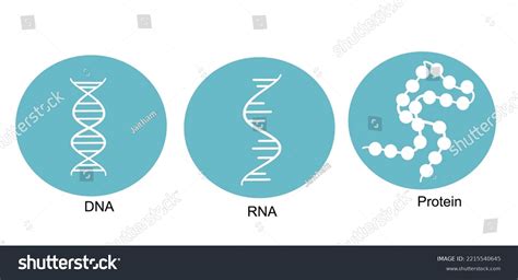 Molecular Biology Icon Dna Rna Protein Stock Vector Royalty Free