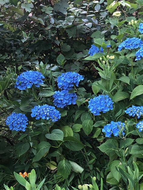 Hydrangea Macrophylla Enziandom