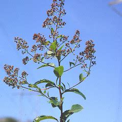 Genus Spiraea Meadowsweet Go Botany