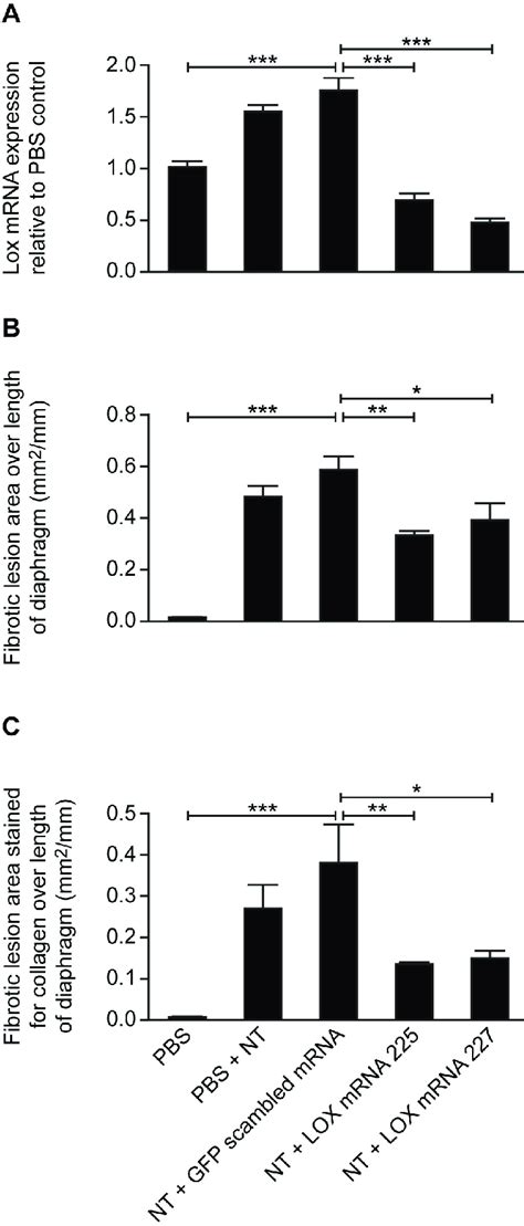 Effect Of Lentiviral Lox Mirna Construct On Carbon Nanotube Nt Download Scientific Diagram