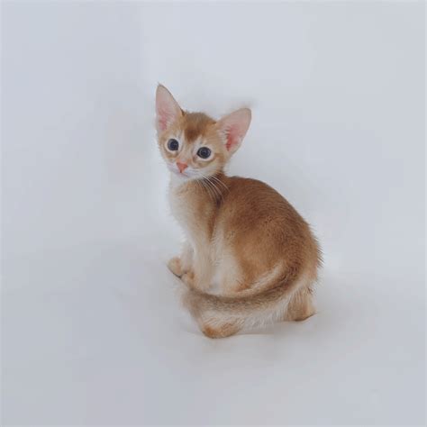 아비시니안 설현 퍼스트캣ㆍ24시 고양이분양ㆍ전국 안심홈서비스