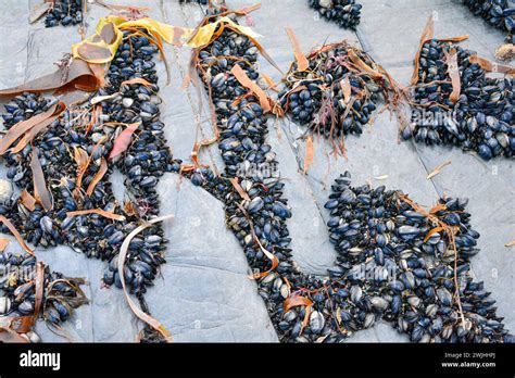 Wild Blue Mussels Growing Naturally On A Rock Low Tide Cornwall Uk Mytilus Edulis Stock