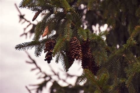 Tree Spruce Cones Pine Free Photo On Pixabay Pixabay