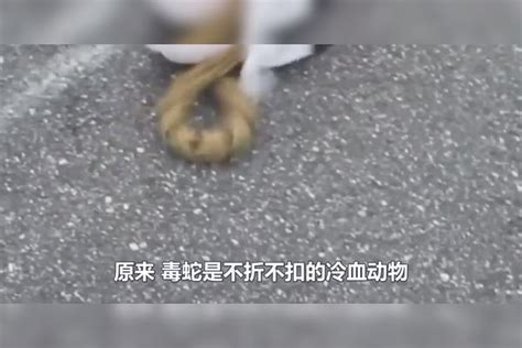 毒蛇被“斩头”后，竟然还能暴起伤人！毒蛇