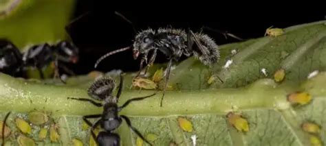 Carpenter Ants Facts A N T Pest Control