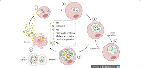 Schematic Representation Of Chlamydia Developmental Cycle Download
