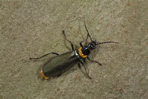 Common Soldier Beetle Life Cycle At Ellie Redmond Blog