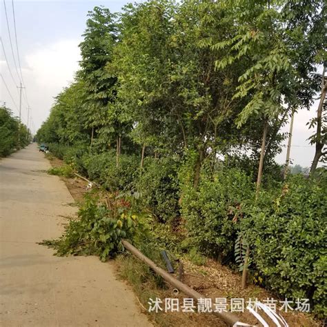 江苏花木绿化工程栾树1 12公分 全冠移栽成活好 截杆栾树 阿里巴巴