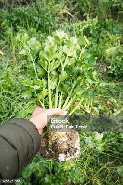 채소 밭에 농업 셀러리 농장입니다 셀러리 필드 터키 이즈미르 녹색에 대한 스톡 사진 및 기타 이미지 녹색 농업 농장