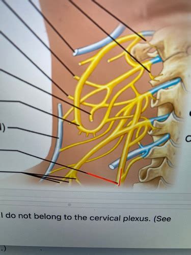 Nervous System Plexuses Flashcards Quizlet