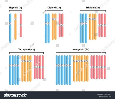 Scientific Designing Polyploidy Types Haploid N Stock Vector Royalty Free 2165391823