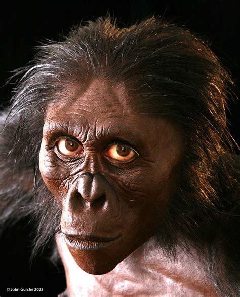 Australopithecus Afarensis Lucy