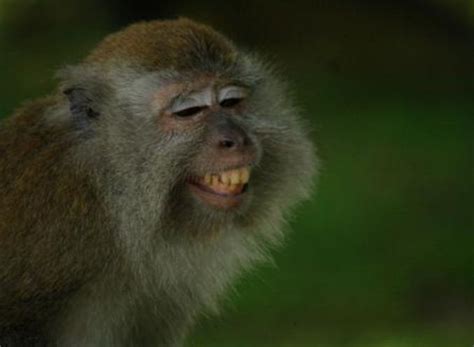 4 Macaque Body Language Signs To Help Us Avoid Human Wildlife Conflict Society For The