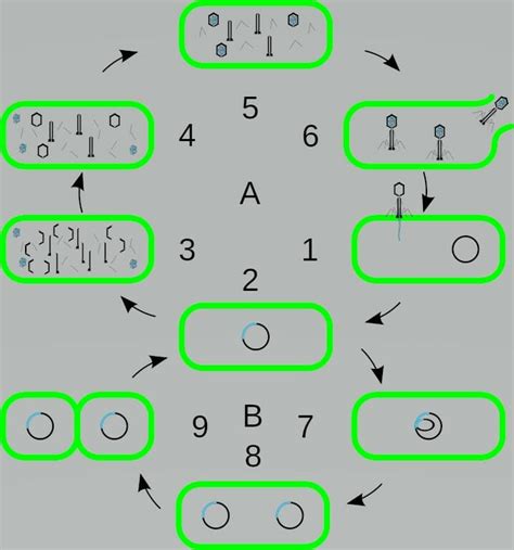 Lytic Cycle Definition Steps And Quiz Biology Dictionary Lytic Cycle Definition Steps And Quiz Biology Dictionary