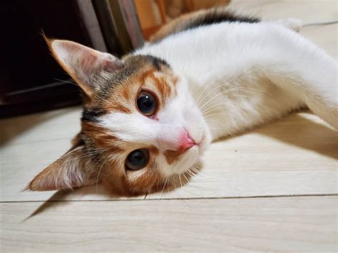 縞三毛猫の女の子 美人さんです ぽちとたま