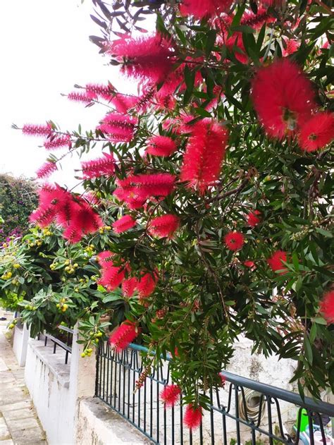 Callistemon Lanceolatus Outdoor Gardens Garden Plants