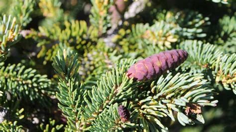 10 Trees With Seed Pods Look At Them Here