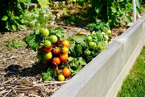 Tomato Geek Growing And Cooking Tomatoes Growing Tomato Plants