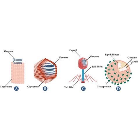 Illustrations Of Types Of Virus Morphology Virus A Is A Helical