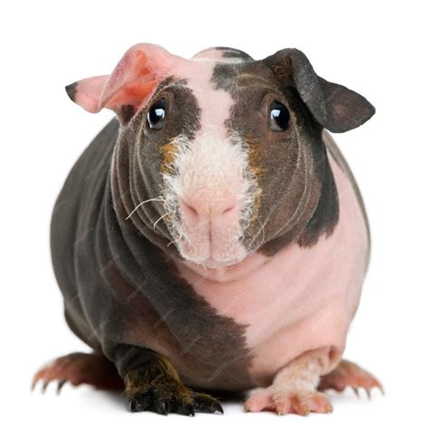 Hairless Guinea Pig Standing Premium Photo