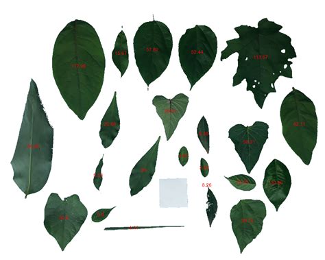 Measure Leaf Area Using Leaf Images • Pliman