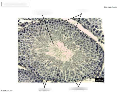 Testis Spermatogenesis Diagram Quizlet
