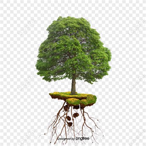 푸른 잎뿌리식물나무 뿌리 Png 일러스트 무료 다운로드 Lovepik