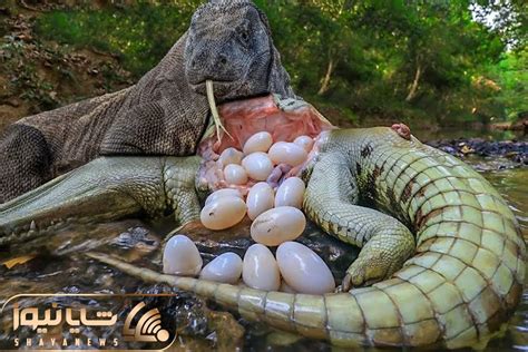 از جذابیت های حیات وحش؛ 30 لحظه ای که اژدهای کومودو تخم کروکودیل را می دزده