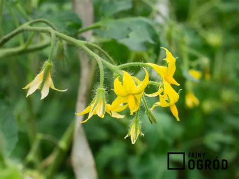 Zdjęcia pomidora 'betalux' - 5 fotografii