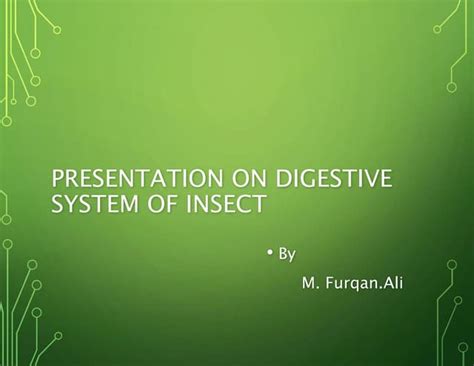 Insect Digestive System Pptx