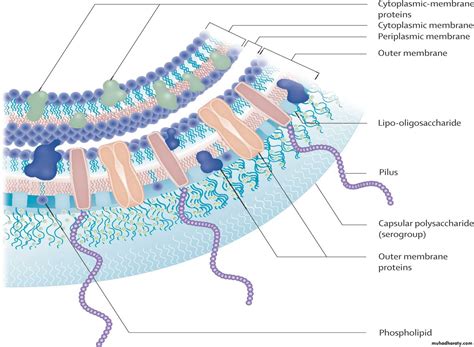 Nesseria Pptx D Faten Muhadharaty