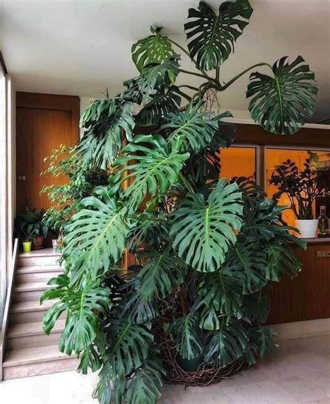Trellis Installation For Monstera Deliciosa Guide To Properly