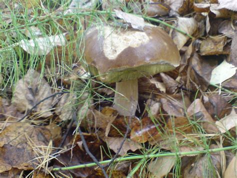 Тест для грибников Сможете узнать все лесные грибы на 17 фотографиях 19 12 2020 грибной