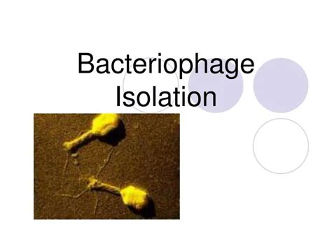 Ppt Bacteriophage Isolation Powerpoint Presentation Id2176112