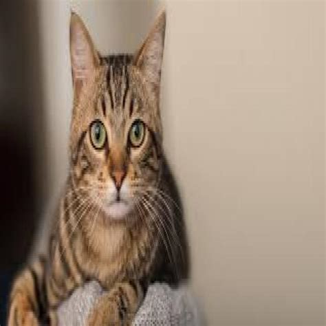 Keypoint Detection Keypoint Detection Dataset By Ripo