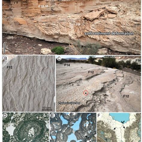 Pdf Mixed Carbonatesiliciclastic Tidal Sedimentation In The Miocene To Pliocene Bouse
