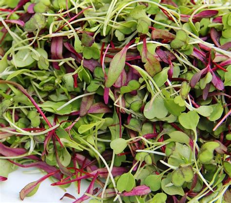 Spicy Micro Salad Mix Microgreens Seeds Heirloom Non Gmo