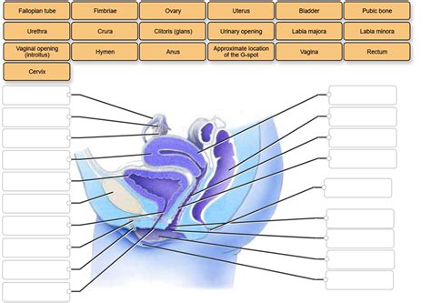 Fallopian Tube Fimbriae Ovary Uterus Bladder Pubic Bone Urethra Crura