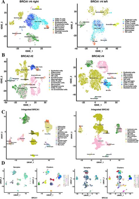 Signaling Pathway Alterations Driven By Brca1 And Brca2 Germline