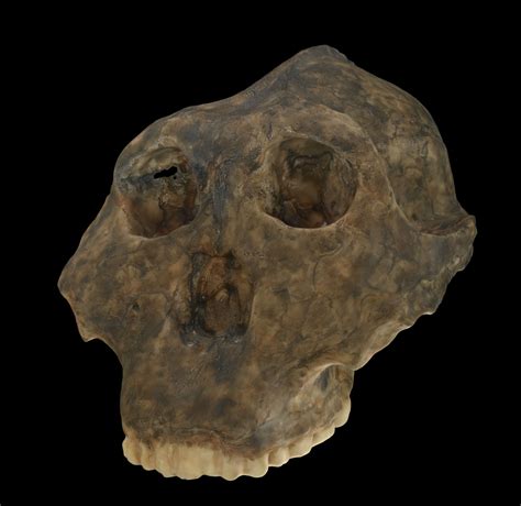 Australopithecus Robustus