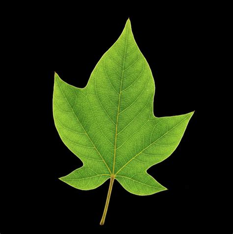 Publishing Artifacts In Azure Devops Pipelines Seekatar