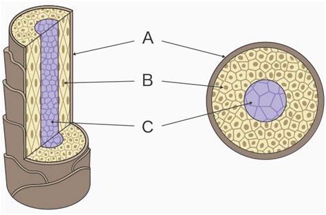 Open Medulla Cross Section The Brain Stem I Bds Ii
