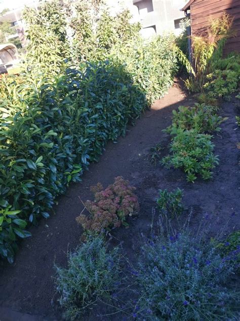 Referentie Genolia Laurierhaag Planten Haagaanplanten