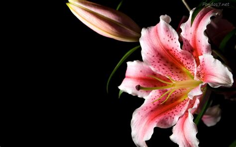 Pink And White Flowers On Black Background Pink Lily Dark Background