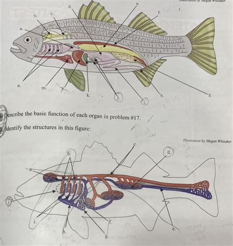 Apologia Biology Module 13 Practice Diagram Quizlet