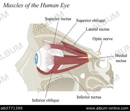 Inferior Muscle