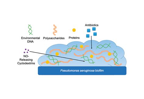 Pseudomonas Aeruginosa Biofilm Eradication Via Nitric Oxide Releasing Cyclodextrins Department
