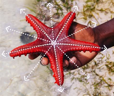 Line Of Symmetry The Mathematics Master Line Of Symmetry The Mathematics Master